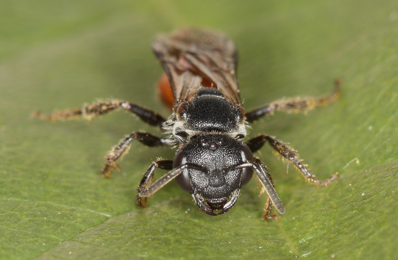 Sphecodes reticulatus | BWARS
